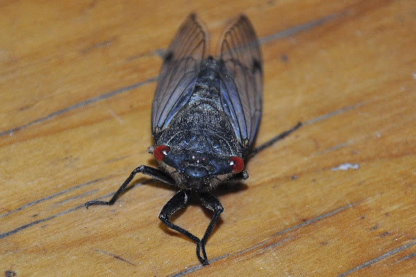 Black Prince Cicada | Project Noah