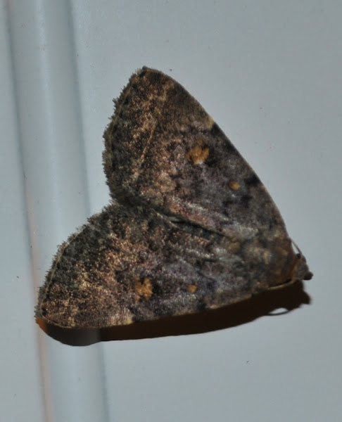 Common Idia | Project Noah