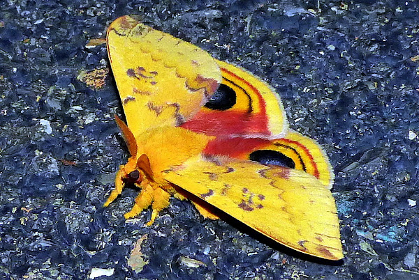 Io Moth (male) | Project Noah