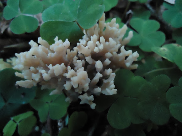 Ramaria sp. | Project Noah