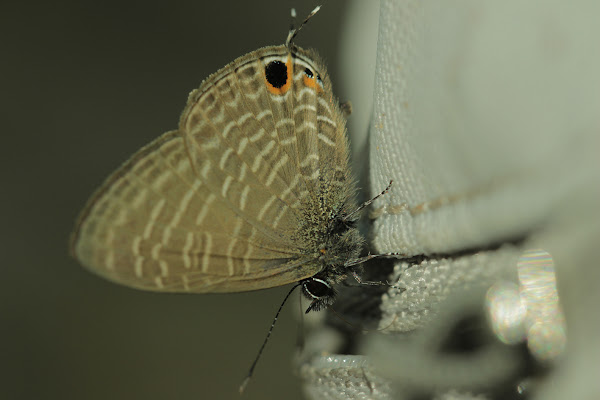 Common Caerulean | Project Noah