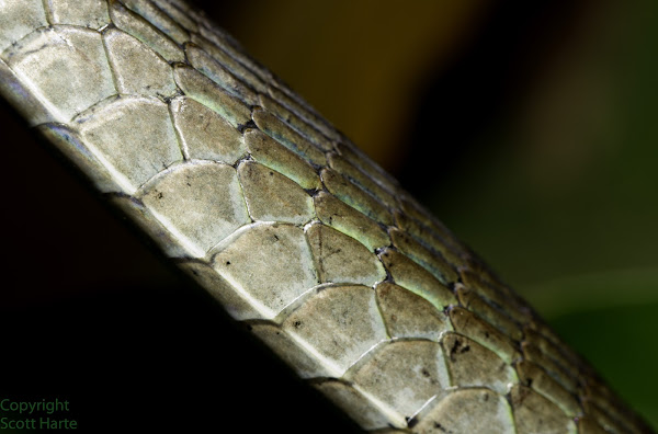 Northern Tree Snake | Project Noah