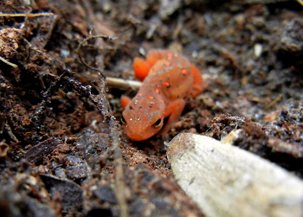 Eastern (Red-Spotted) Newt | Project Noah