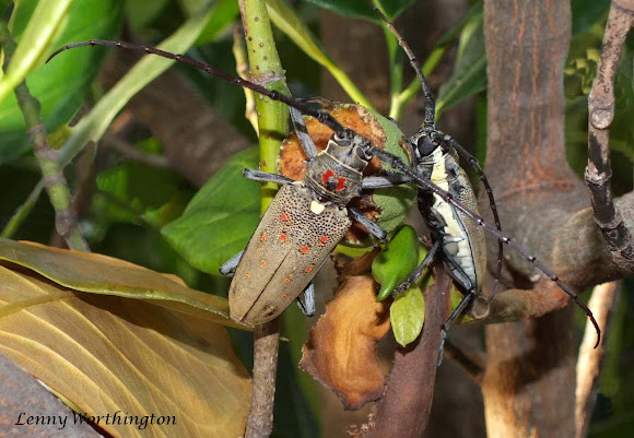 Mango Stem Borer | Project Noah