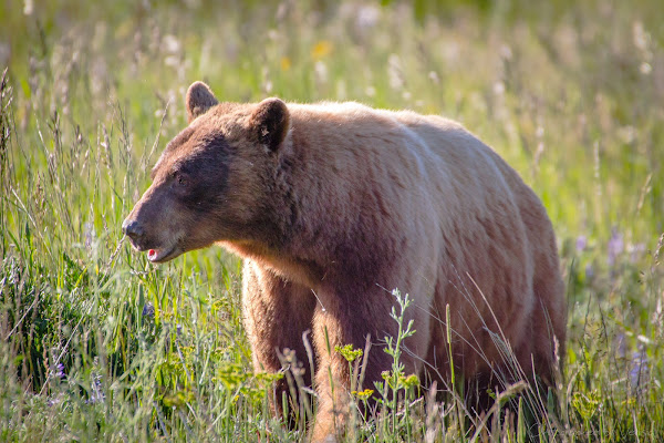 Grizzly Bear | Project Noah