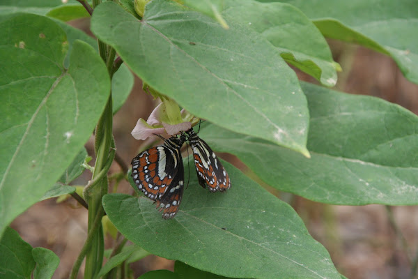 Atthis Longwing, | Project Noah