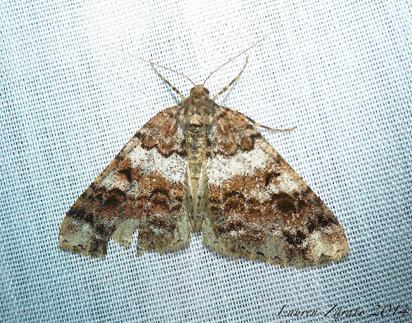 Geometrid Moth | Project Noah