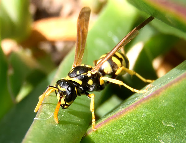 Avispa polistes | Project Noah