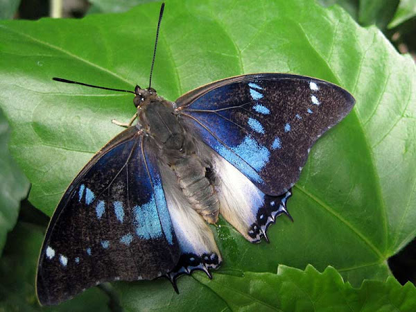 Blue-spotted Emperor | Project Noah