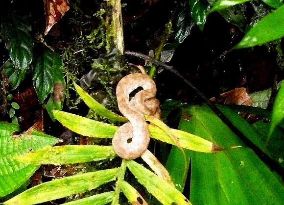 Eyelash Pit Viper | Project Noah
