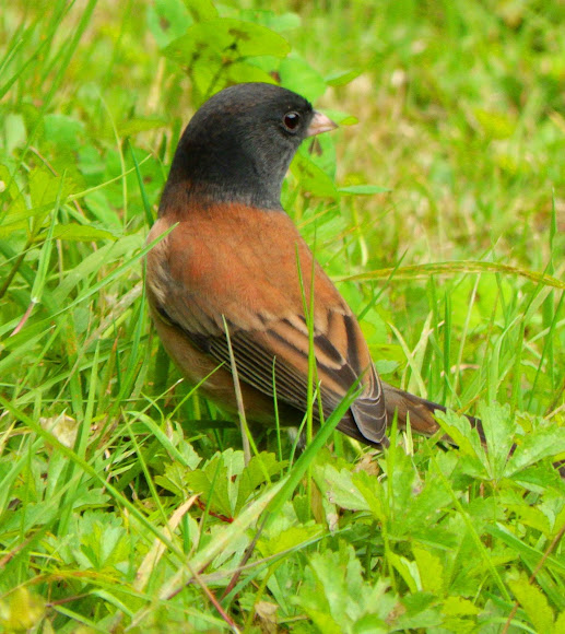 Dark-eyed Junco (male) | Project Noah