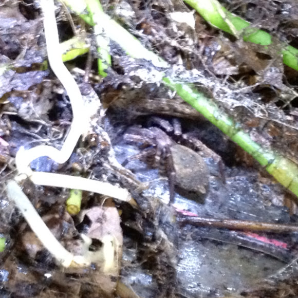 Large brown vagrant spider | Project Noah