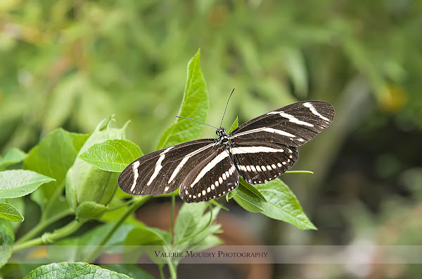 Zebra Longwing | Project Noah