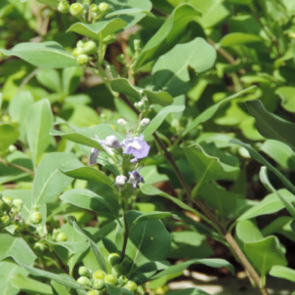 Beach Vitex, Round-leaf Chaste Tree | Project Noah