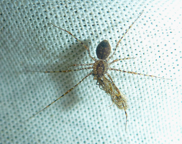 Spitting Spider with Prey | Project Noah