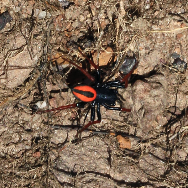 Burrowing spider | Project Noah