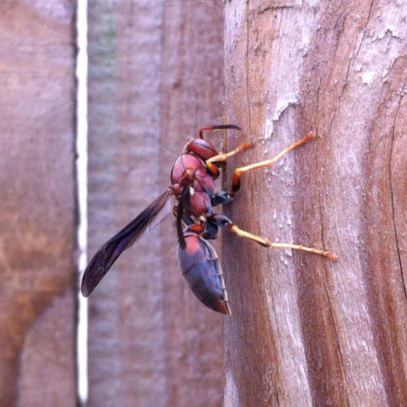 Carolina Red Wasp | Project Noah