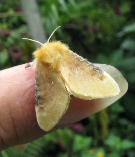 Southern flannel moth | Project Noah