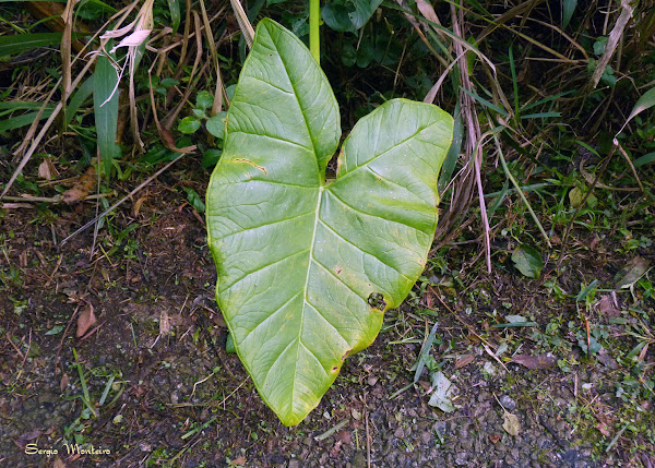 Giant aroid | Project Noah