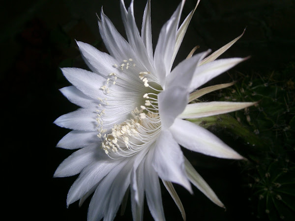 Cactus | Project Noah