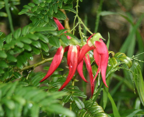 Kakabeak tree | Project Noah