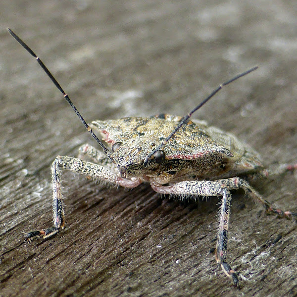 Rough Stink Bug | Project Noah