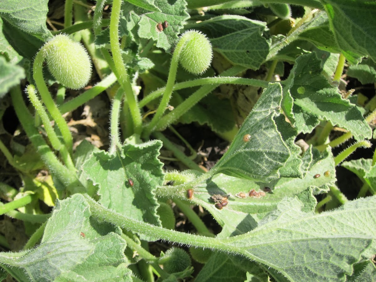 Squirting Cucumber | Project Noah