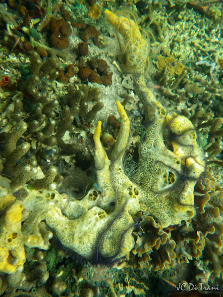 Sponge | Project Noah