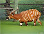 Bongo antelope | Project Noah