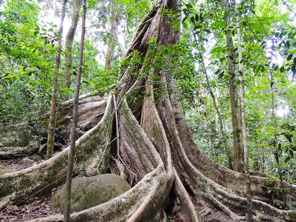 Dipterocarpaceae | Project Noah