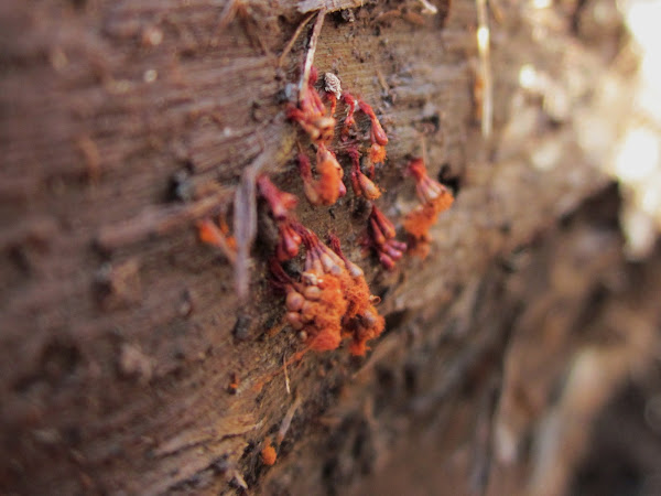 red wasp nest slime mold | Project Noah