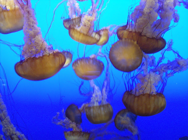 Sea Nettles | Project Noah