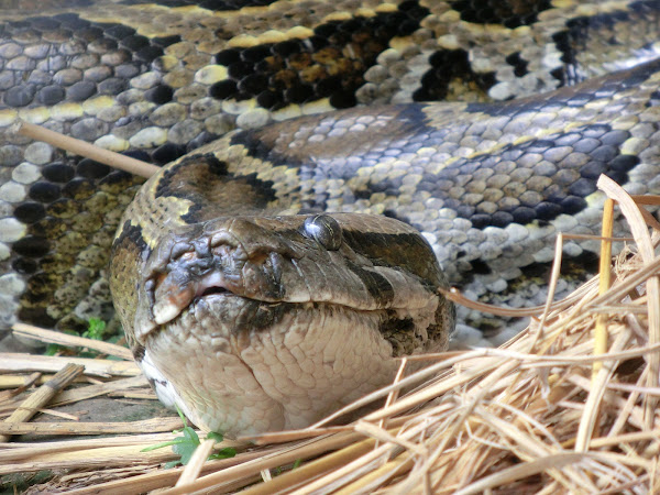 ASIATIC ROCK PYTHON | Project Noah