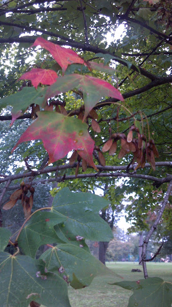 Red Maple | Project Noah