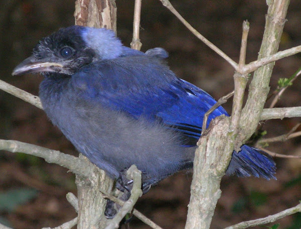 Violaceous Jay | Project Noah