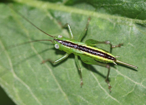 Meadow Katydid | Project Noah