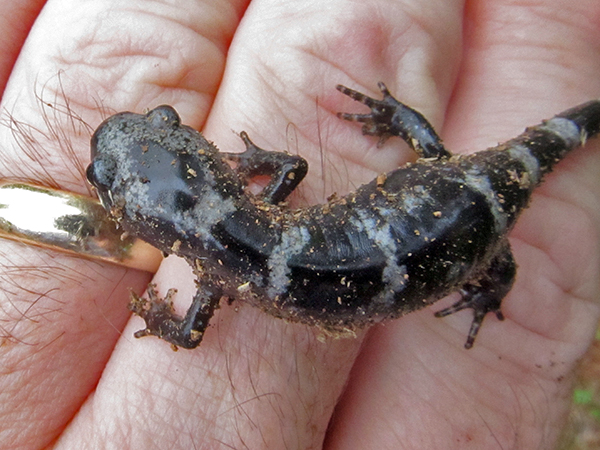 Marbled salamander | Project Noah