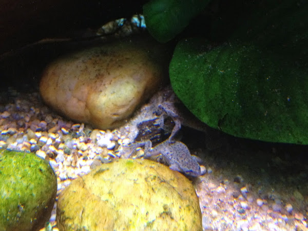 Congo Dwarf Clawed Frog | Project Noah
