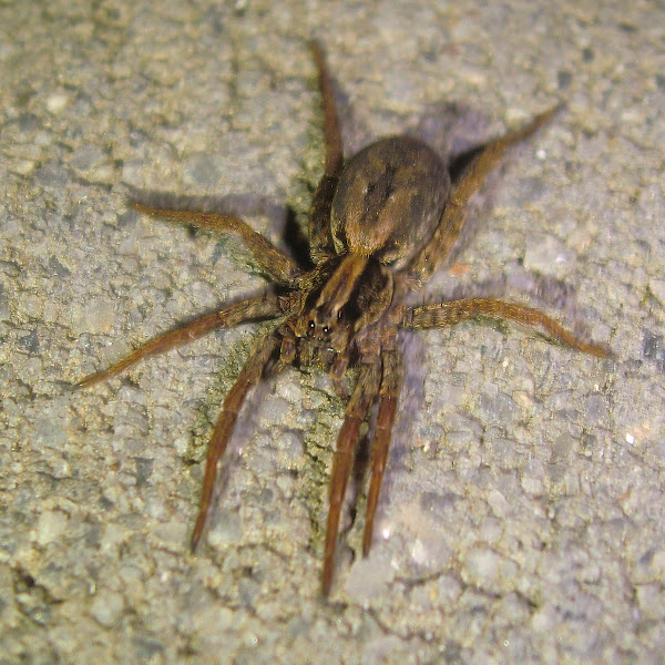 Wolf spider | Project Noah