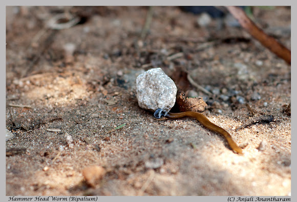 Hammer Head Worm | Project Noah