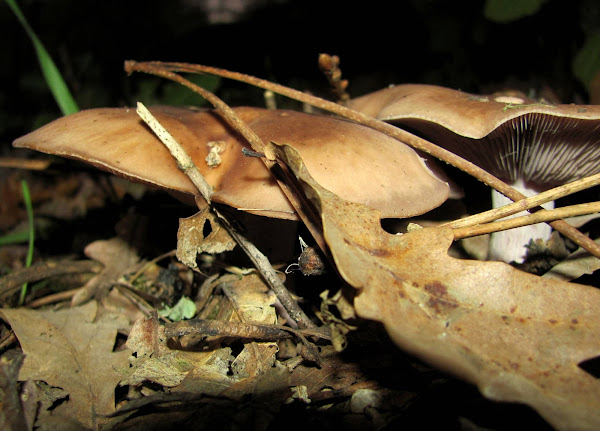Field blewit | Project Noah