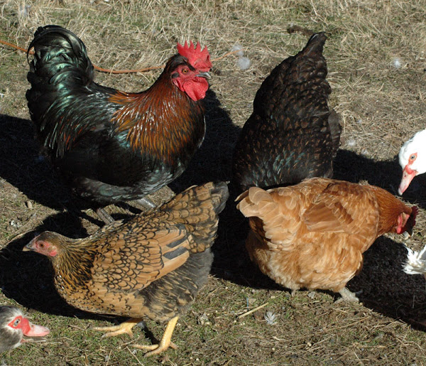 Domestic chickens | Project Noah