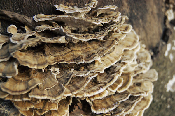 Trametes Mushroom | Project Noah