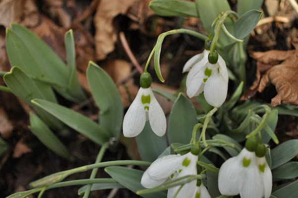 Giant Snowdrop | Project Noah