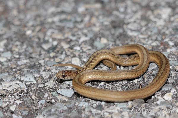 Marsh Brown Snake | Project Noah