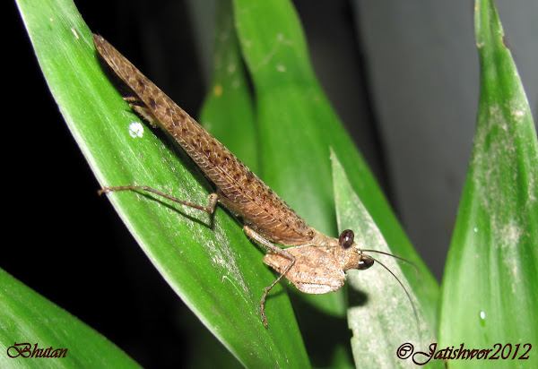 Hooper | Project Noah