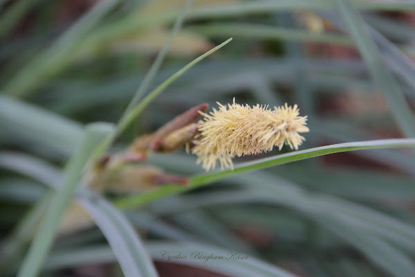 Nebraska Sedge | Project Noah