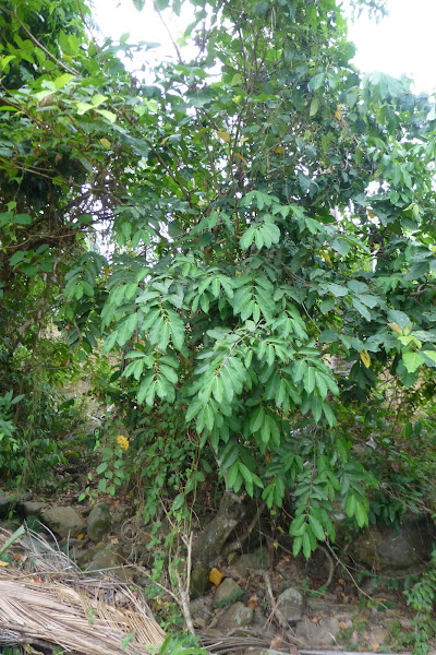 Helicopter Flower/Hiptage | Project Noah