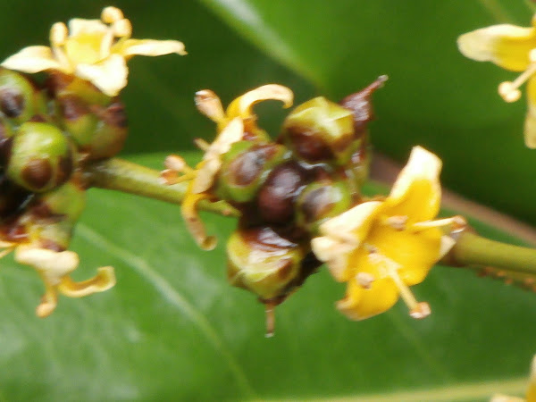 White Mangrove, Indian Mangrove, Api-api Ludat | Project Noah