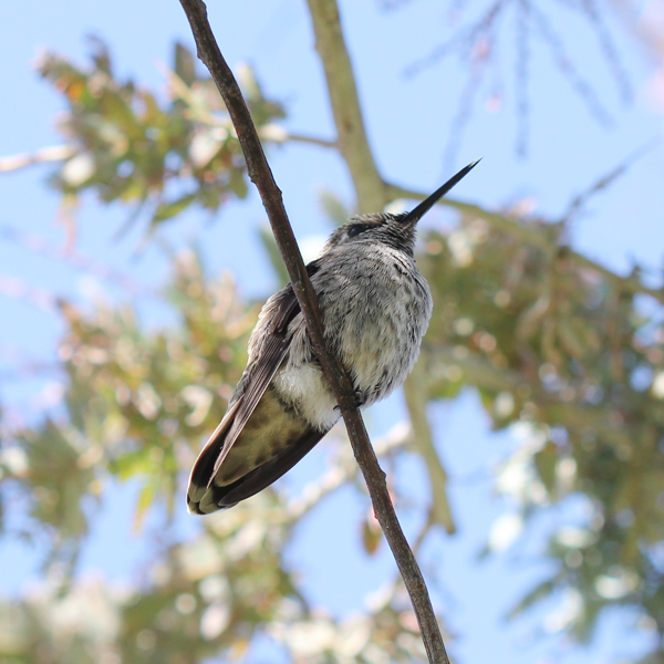 Allen's Hummingbird (female) | Project Noah